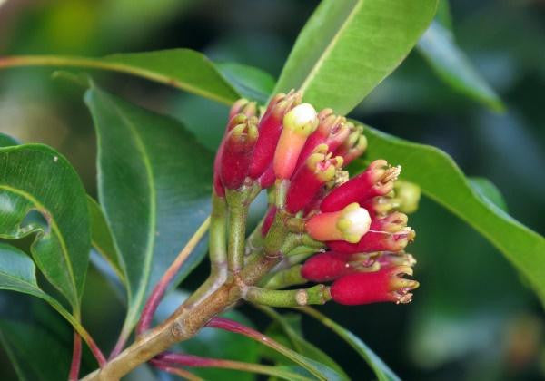 CRAVO DA INDIA (FLOR) 50G – Granarium Produtos Naturais